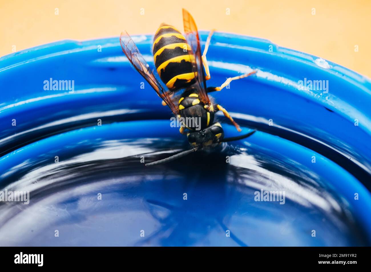 Tube wasp hi-res stock photography and images - Alamy