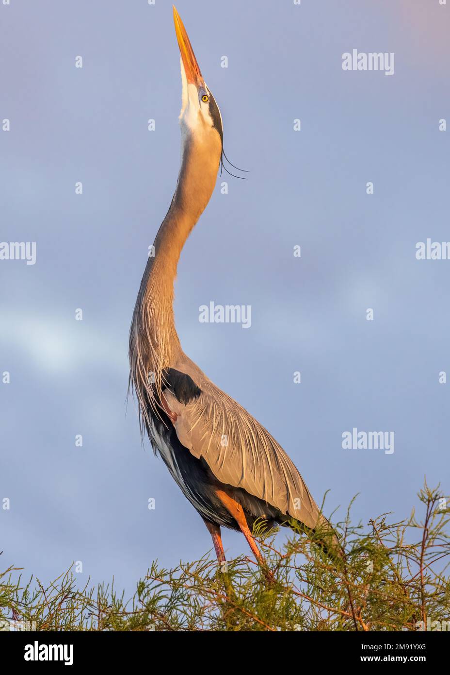 The grey heron is an easily recognised, grey-backed bird, with long ...