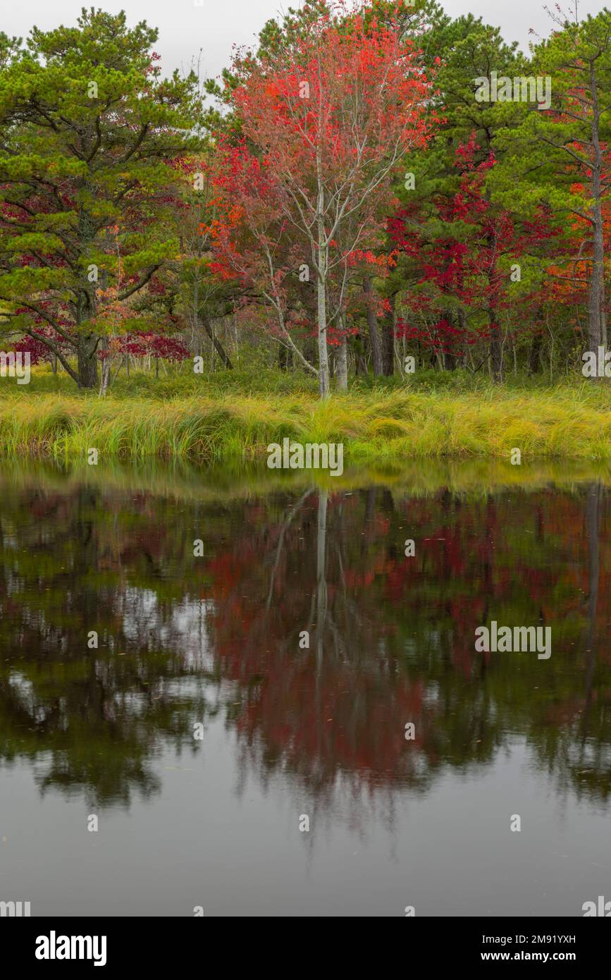 Autumn colored trees reflecting in a small pond in Acadia National Park ...