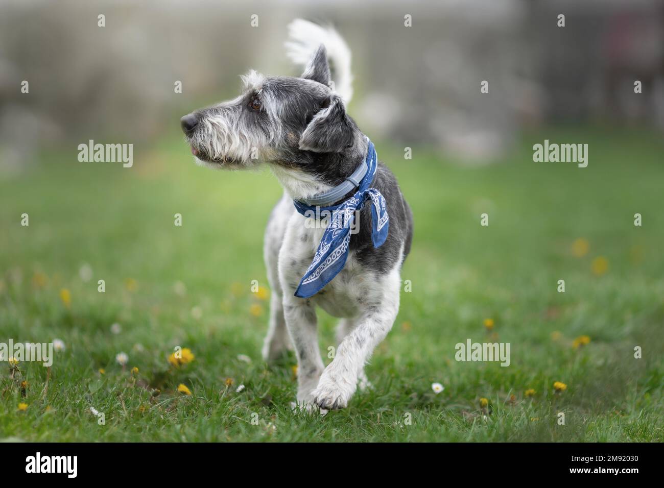 Cute young white mongrel hi-res stock photography and images - Alamy