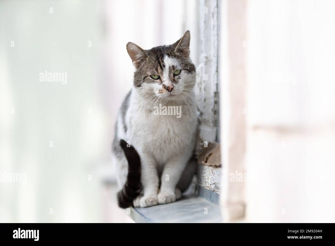Sad tabby homeless cat sitting on windowsill outside Stock Photo - Alamy