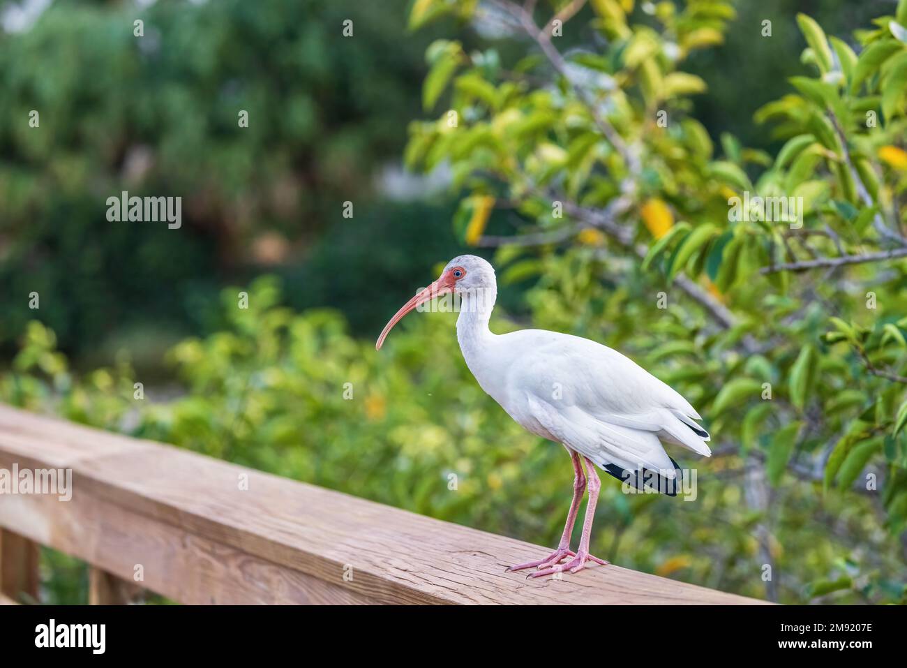 White Ibises gather in groups in shallow wetlands and estuaries in the ...