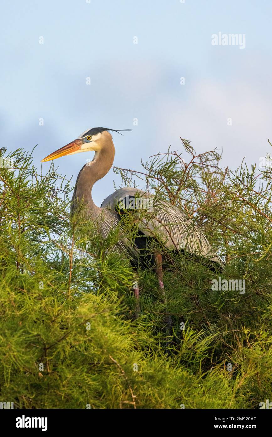 The grey heron is an easily recognised, grey-backed bird, with long ...