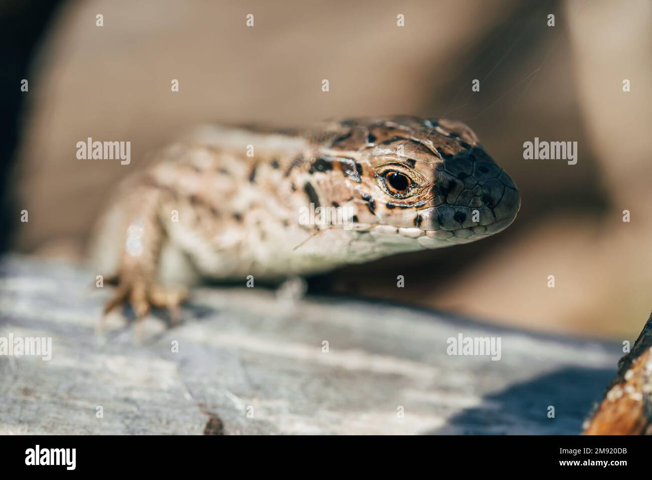 Lizards head hi-res stock photography and images - Alamy