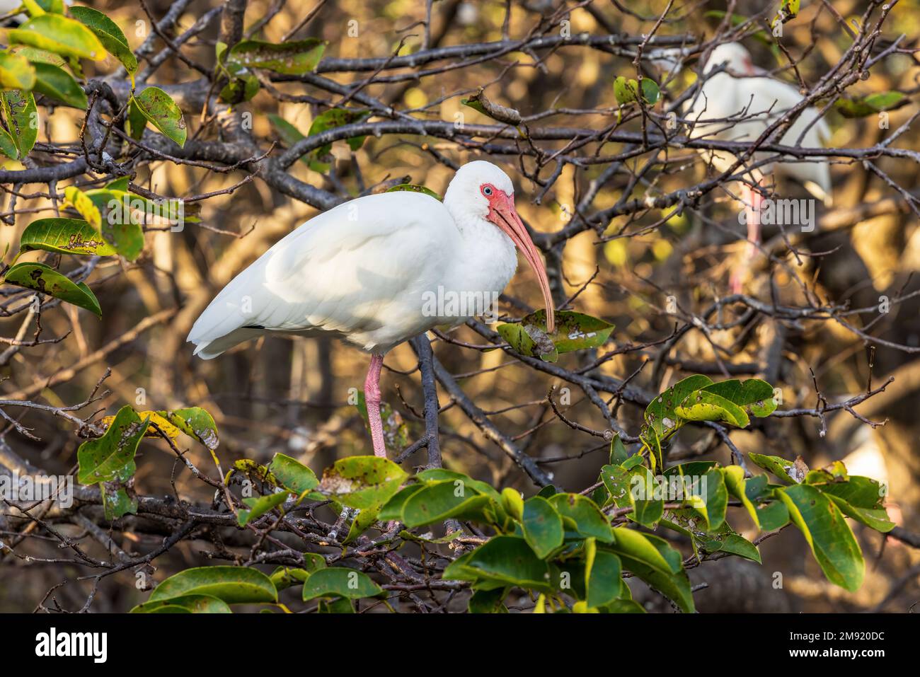 White Ibises gather in groups in shallow wetlands and estuaries in the ...