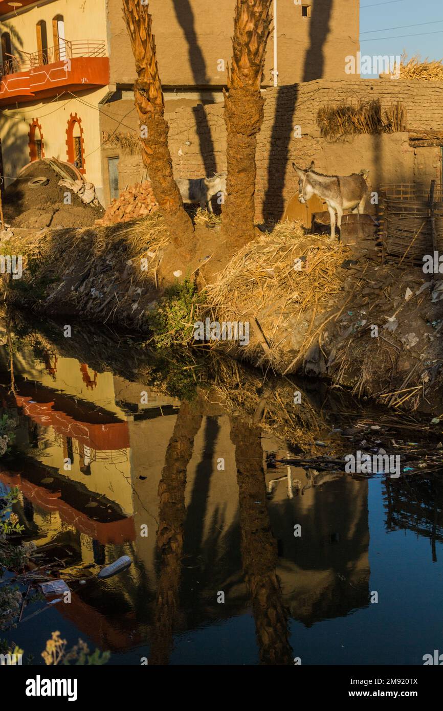 Irrigation canal, palms and donkeys near Luxor, Egypt Stock Photo - Alamy