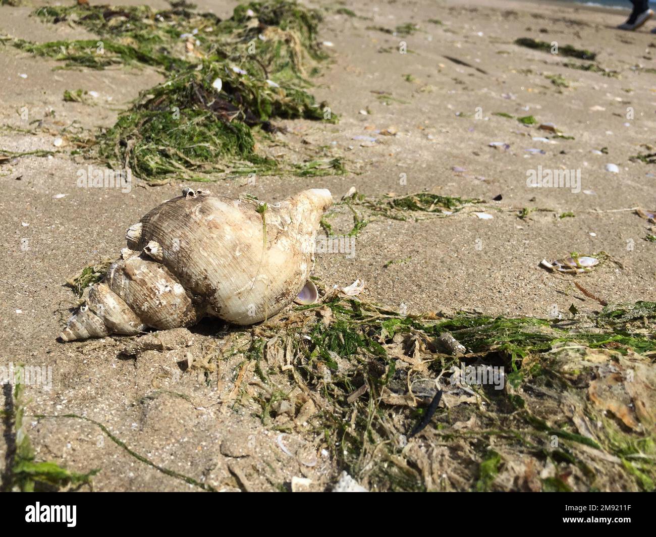 Empty shell on sand hi-res stock photography and images - Alamy