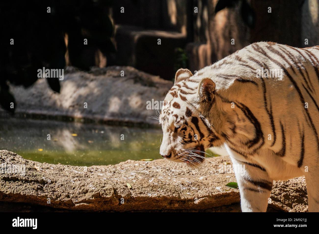 Ciudad De Guatemala, Guatemala. 15th Jan, 2023. A Bengal tiger roams in ...