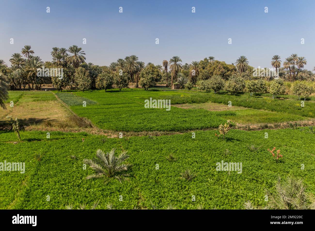 Lush fields along the river Nile, Egypt Stock Photo - Alamy