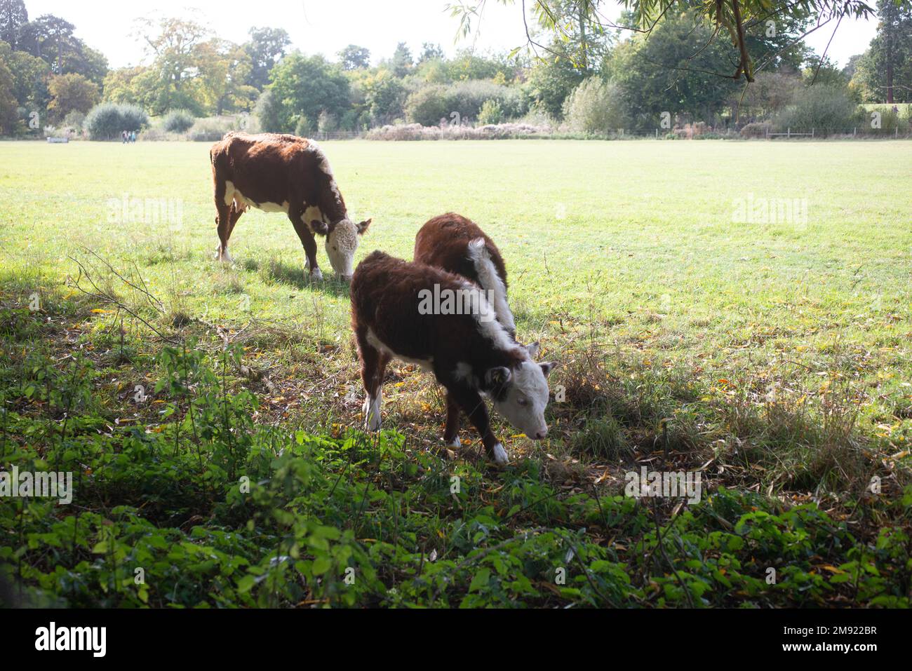Three cows graz hi-res stock photography and images - Alamy