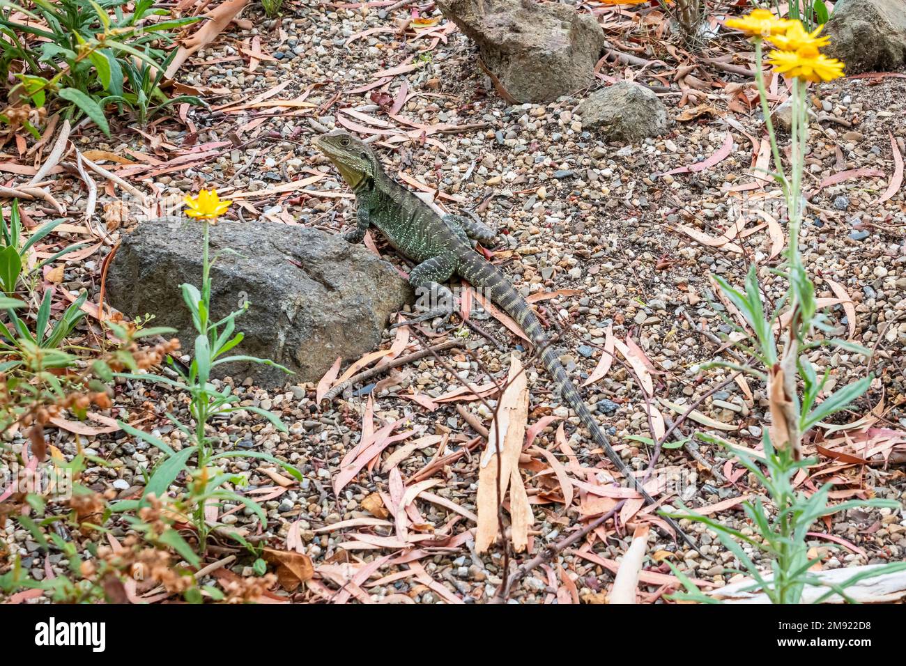 Photograph of a small green monitor lizard outside in the sunshine in ...