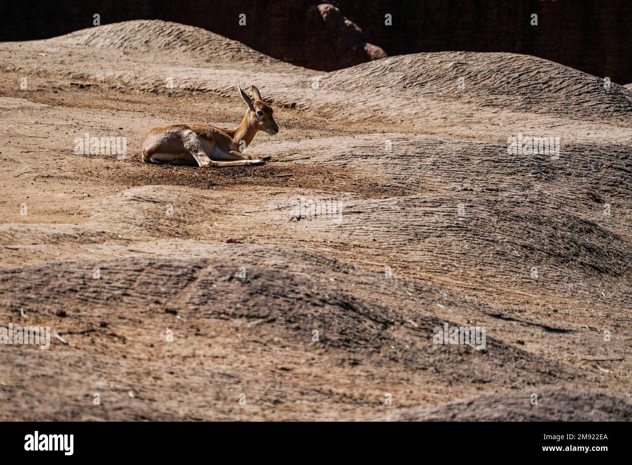 Animal de guatemala hi-res stock photography and images - Alamy