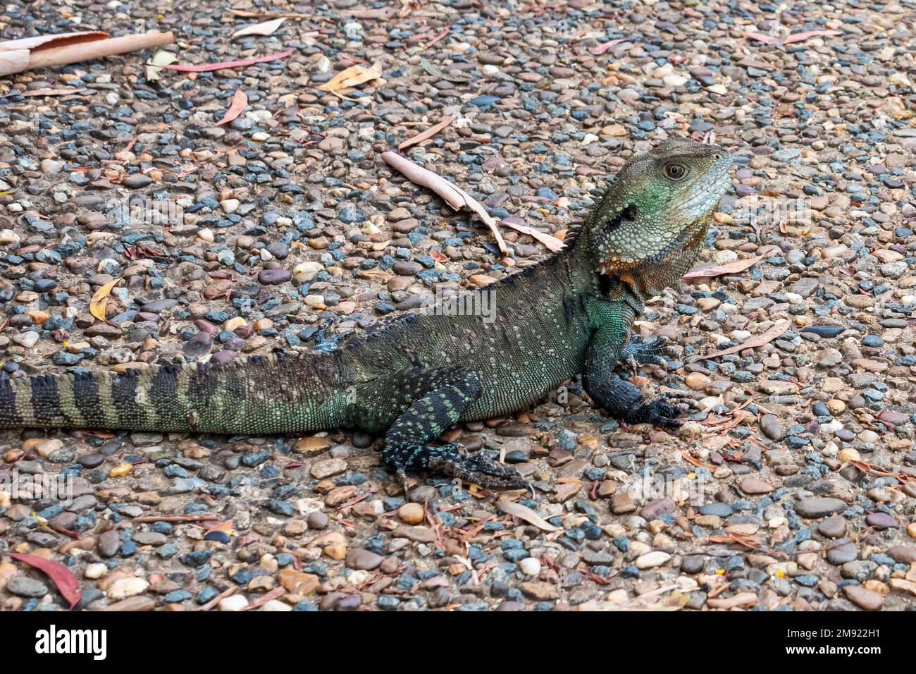 Photograph of a small green monitor lizard outside in the sunshine in ...