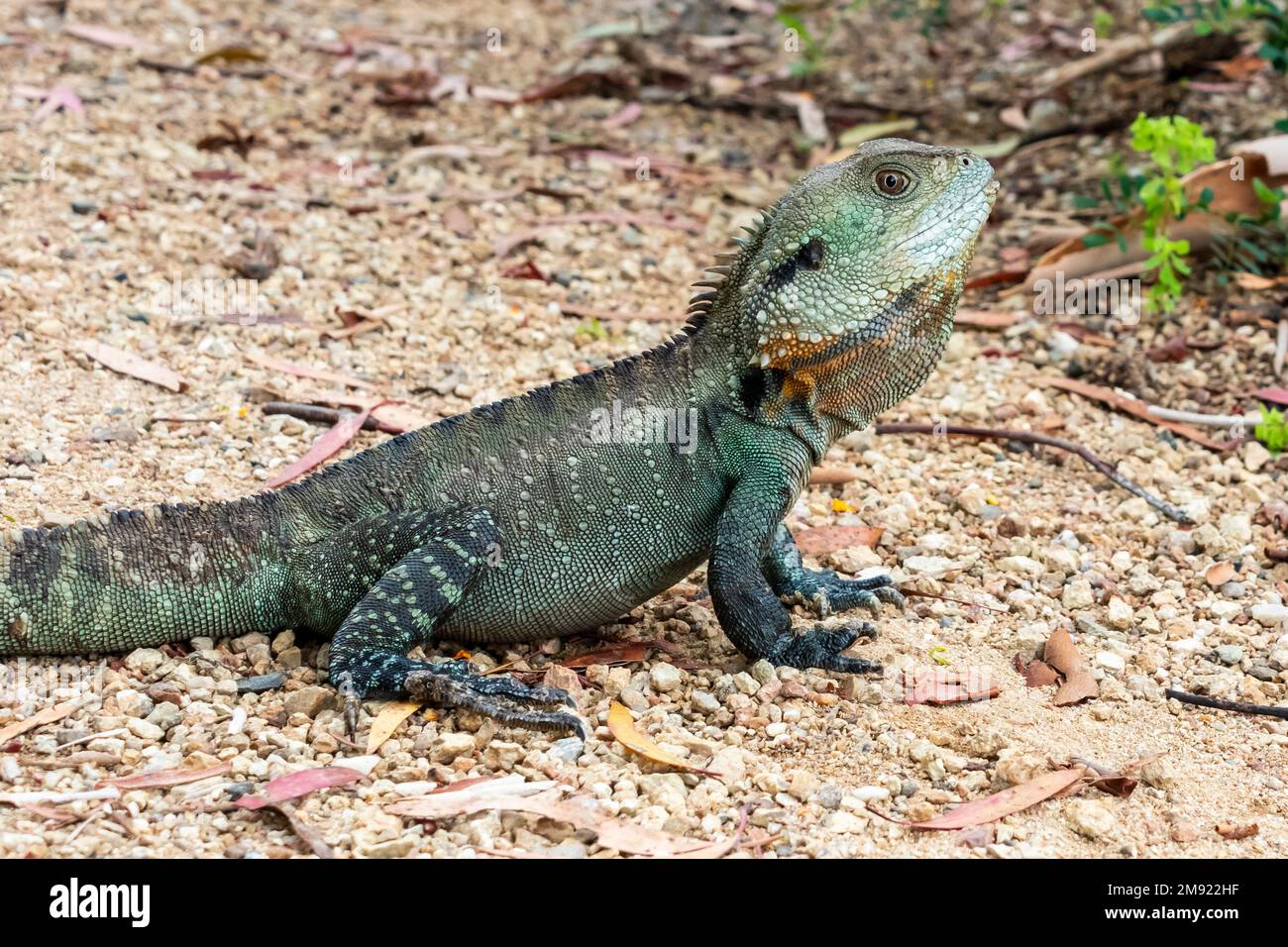 Photograph of a small green monitor lizard outside in the sunshine in ...