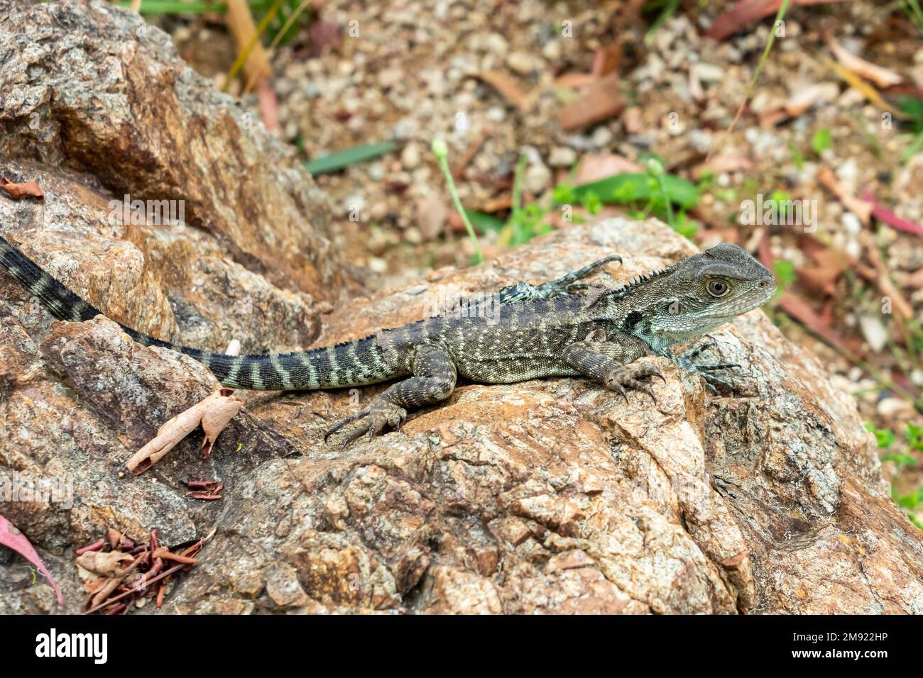 Photograph of a small green monitor lizard outside in the sunshine in ...