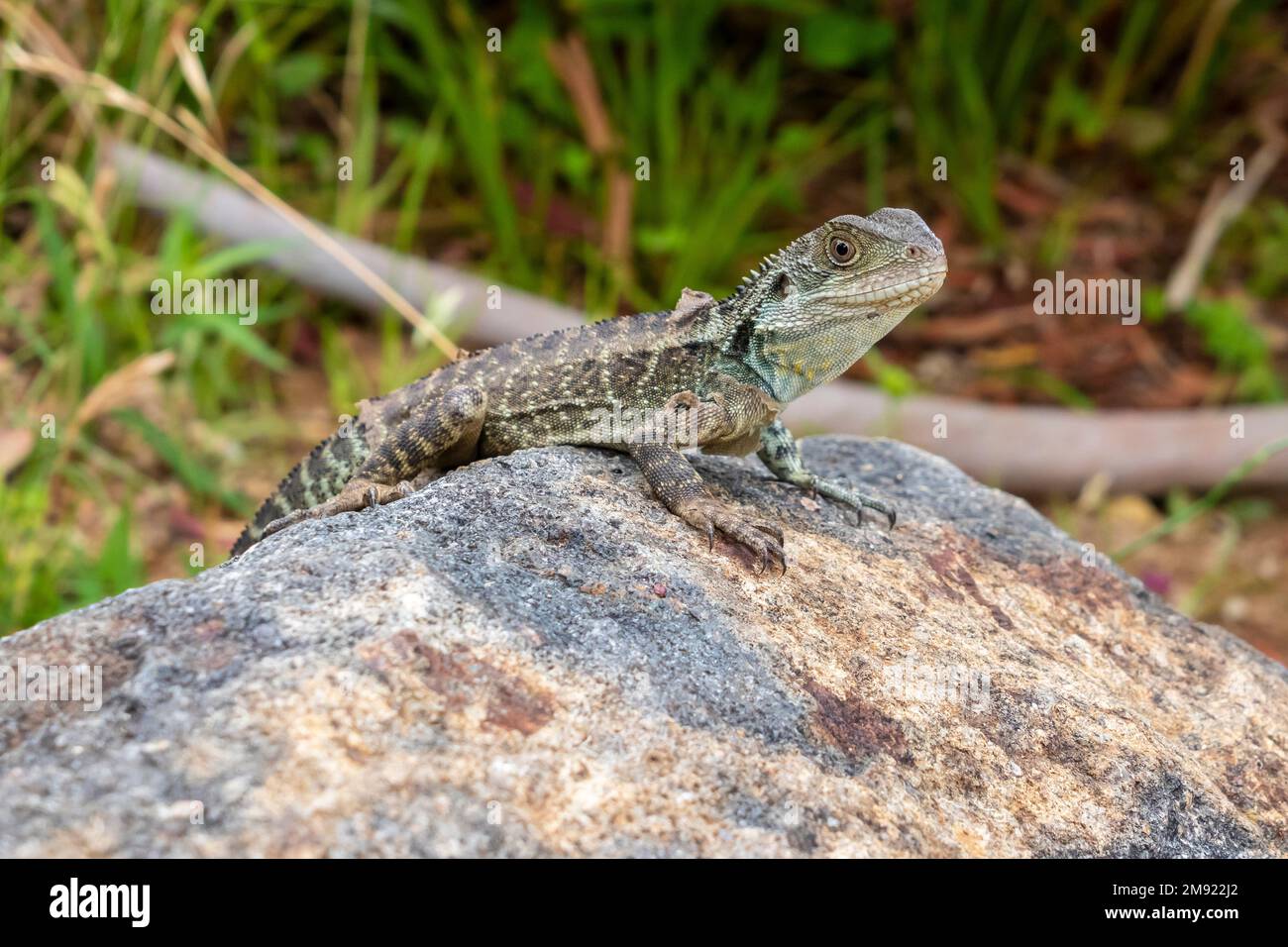 Photograph of a small green monitor lizard outside in the sunshine in ...
