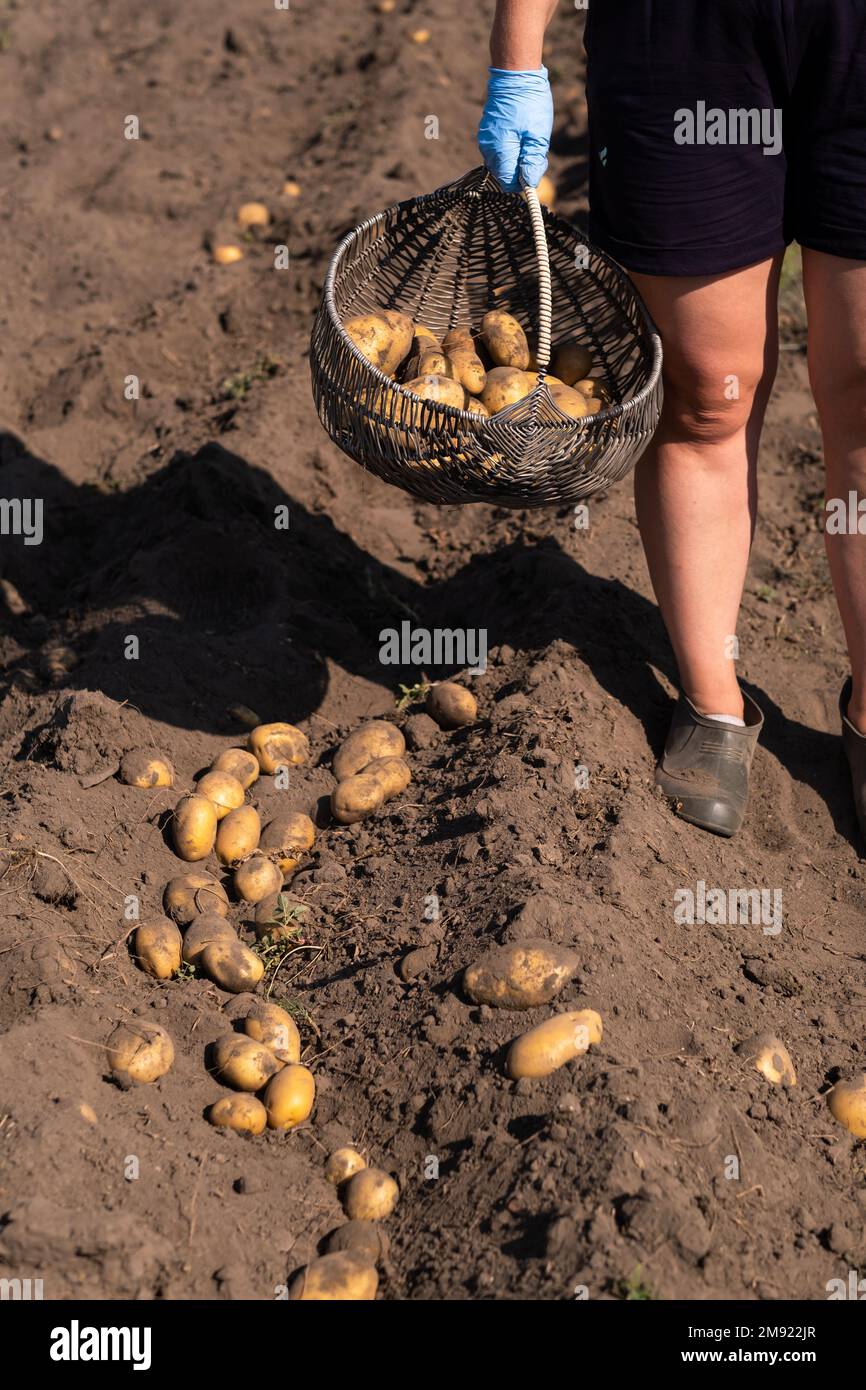 Picking potatoes on the field manually. A man harvests potatoes on ...