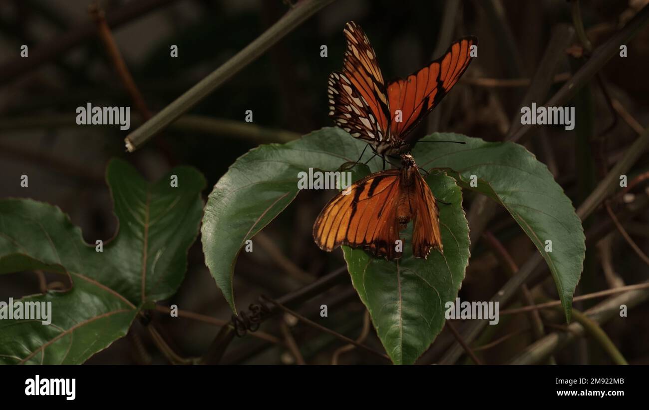 Mating longwing butterflies hi-res stock photography and images - Alamy
