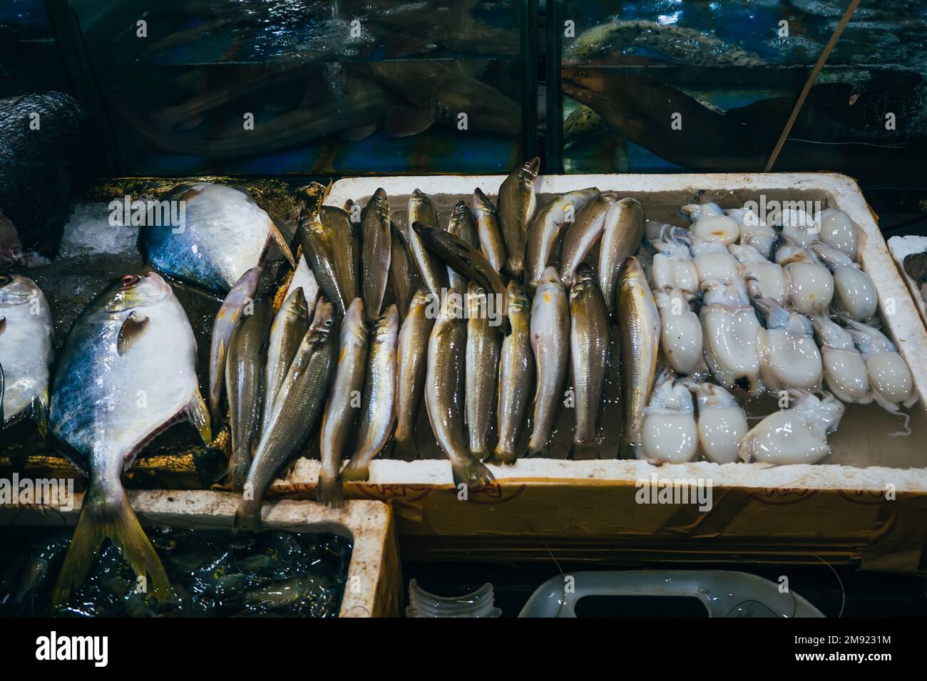 fresh seafood from fish, squid, eels on the counter shop in Asia Stock ...