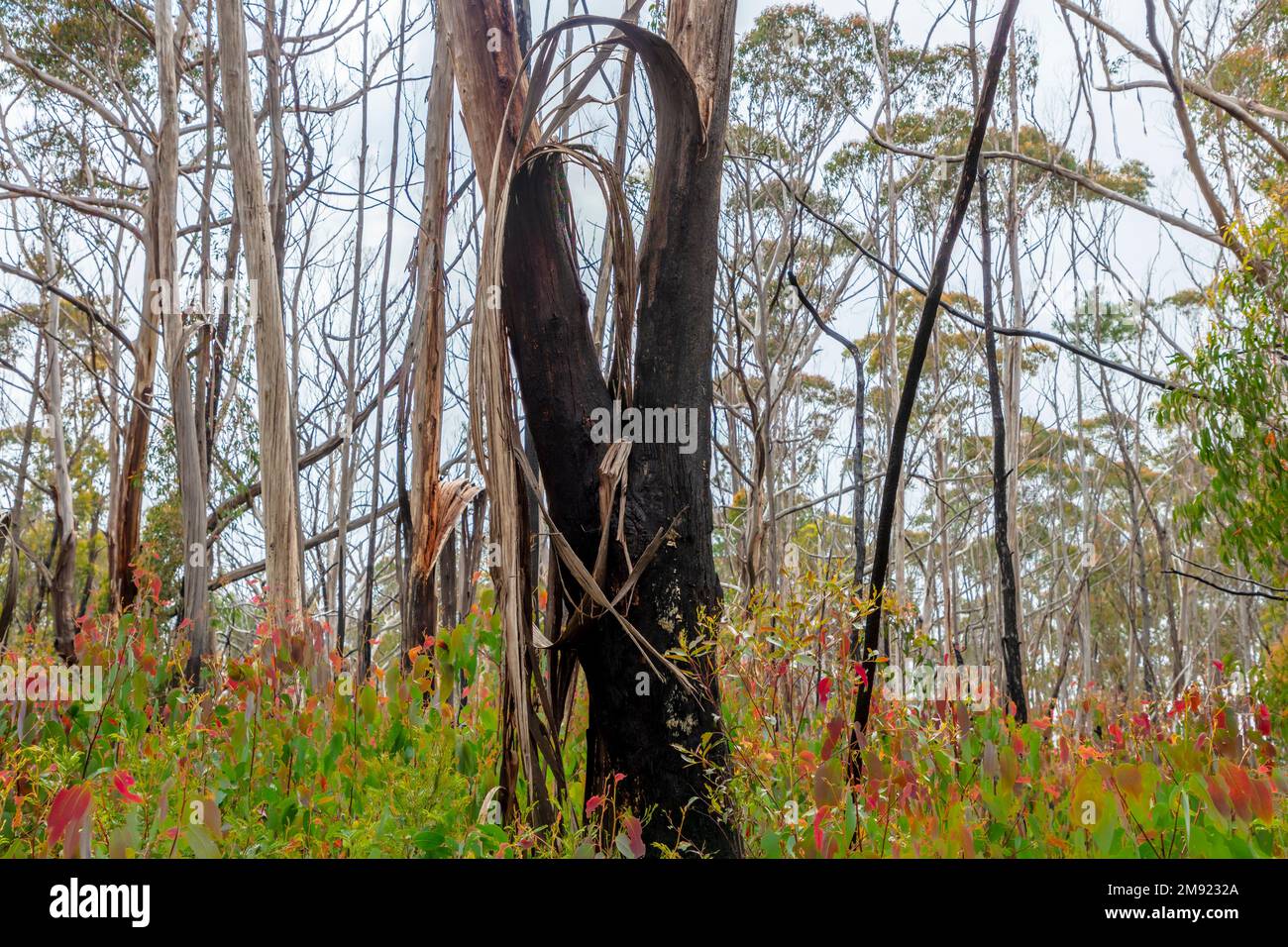 Photograph of trees recovering from severe bushfire in the Central ...