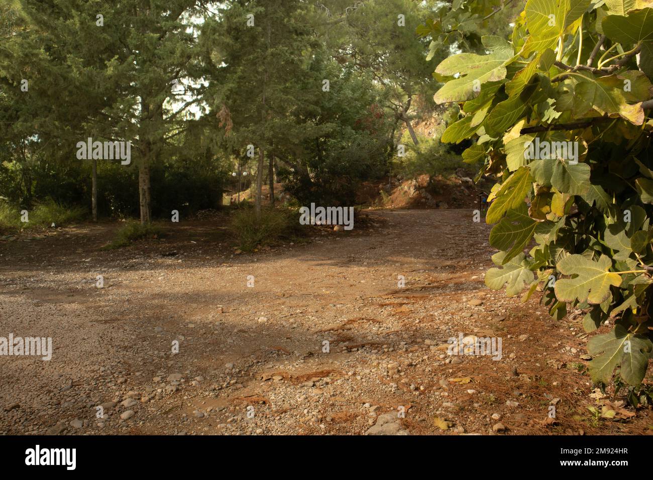A sandy path for walking, passing by trees Stock Photo - Alamy