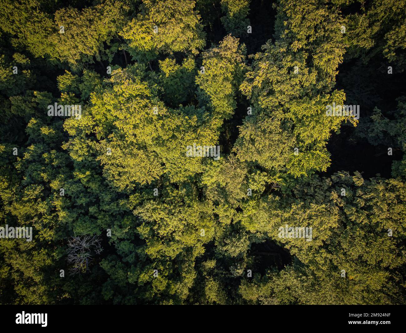 Green trees from above Stock Photo - Alamy