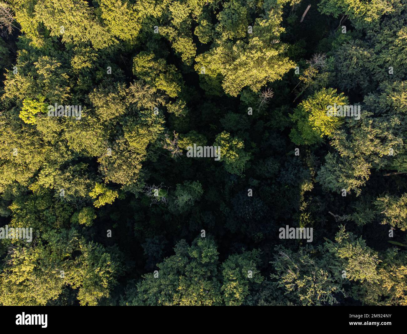 Tree tops bird view hi-res stock photography and images - Alamy