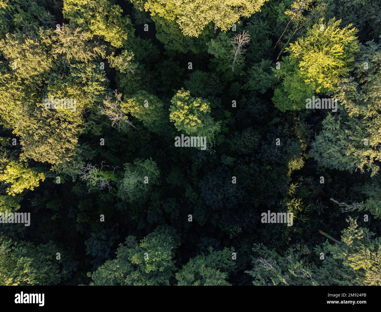 Green trees from above Stock Photo - Alamy