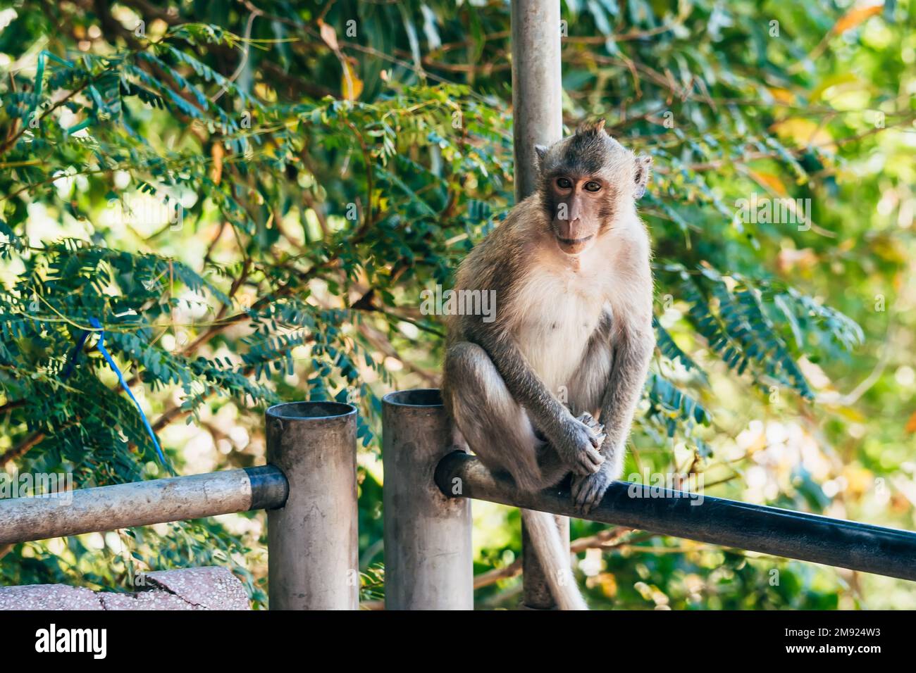 adult monkey sitting in a Park in Asia Stock Photo - Alamy