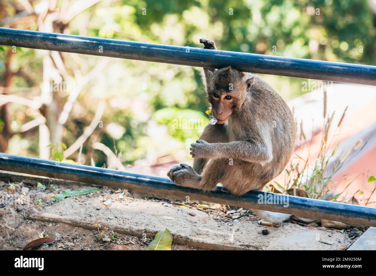 monkey sitting with candy in his mouth in Vietnam Stock Photo - Alamy