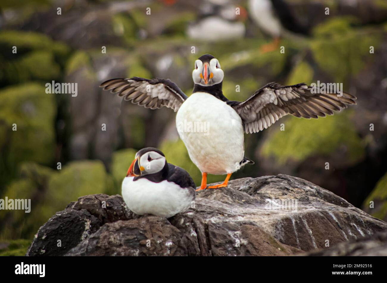 Farne islands puffin take off hi-res stock photography and images - Alamy