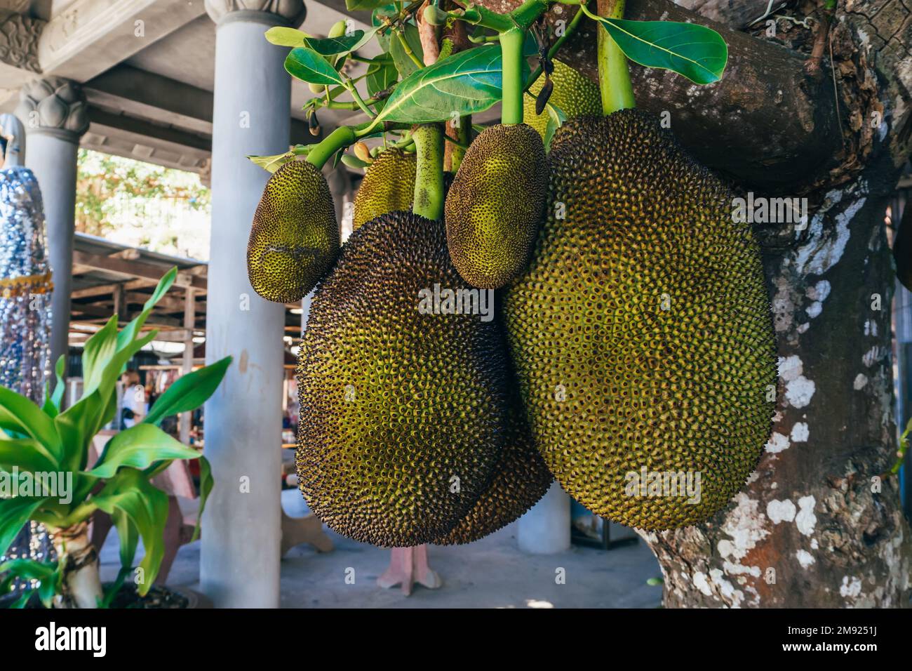 ripe jackfruit breadfruit grows on the bread tree. Sweet exotic Asian ...