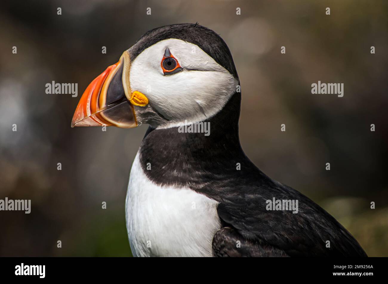 Puffin Head Shot - Farne Island Stock Photo - Alamy