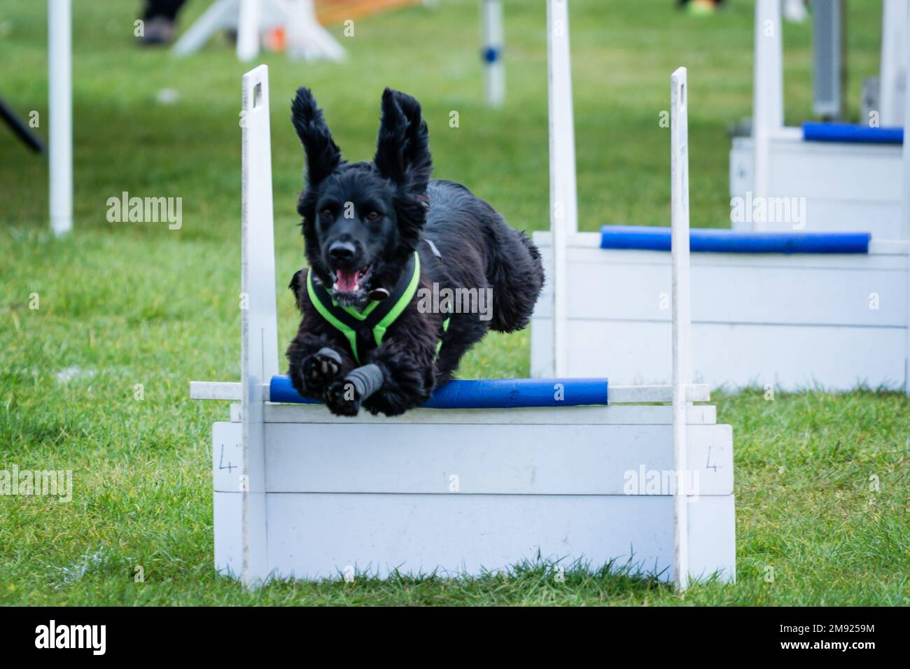 Flyball - Dog Agility - Springer Stock Photo - Alamy