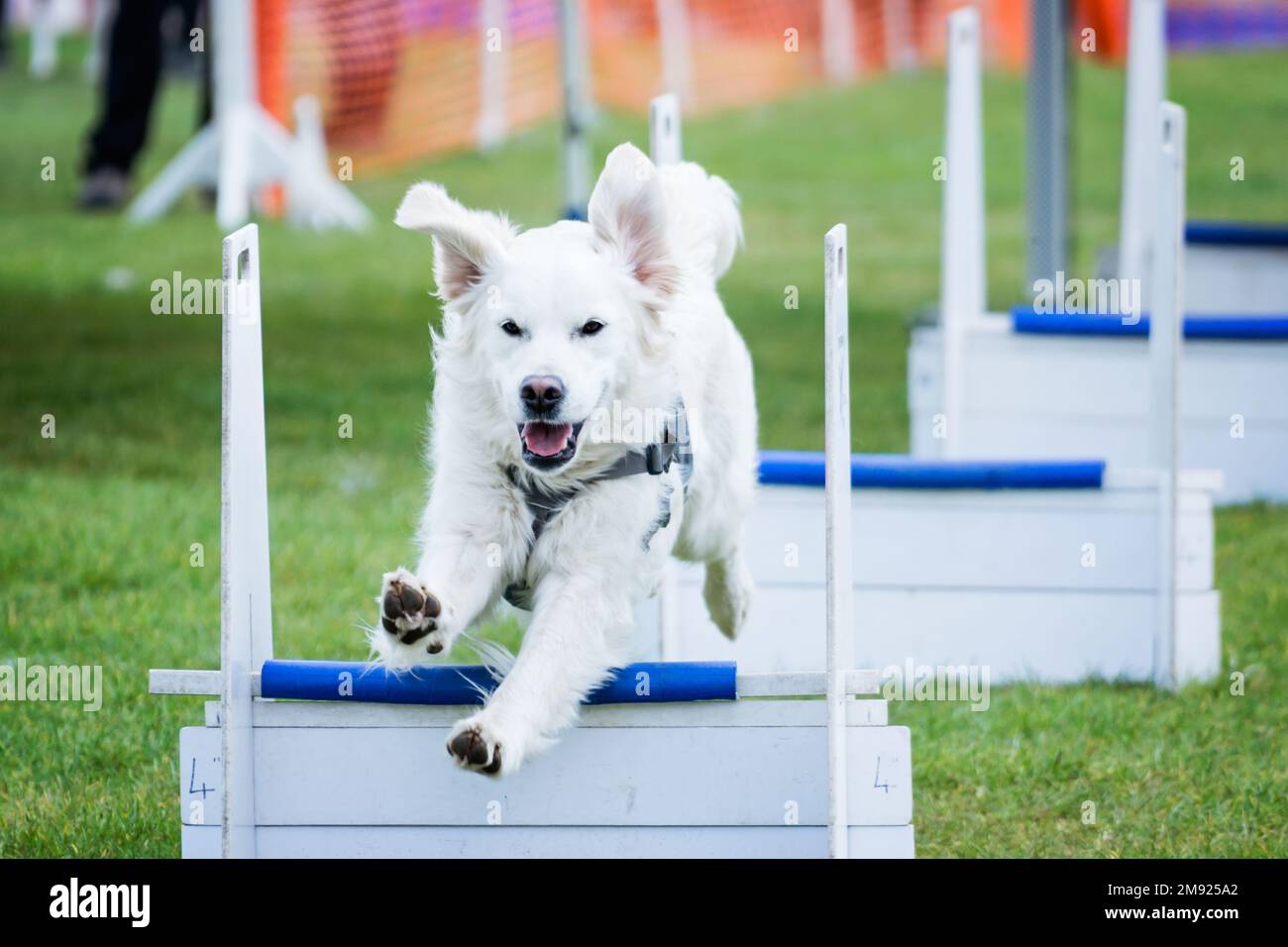 Flyball - Dog Agility - Lab Stock Photo - Alamy