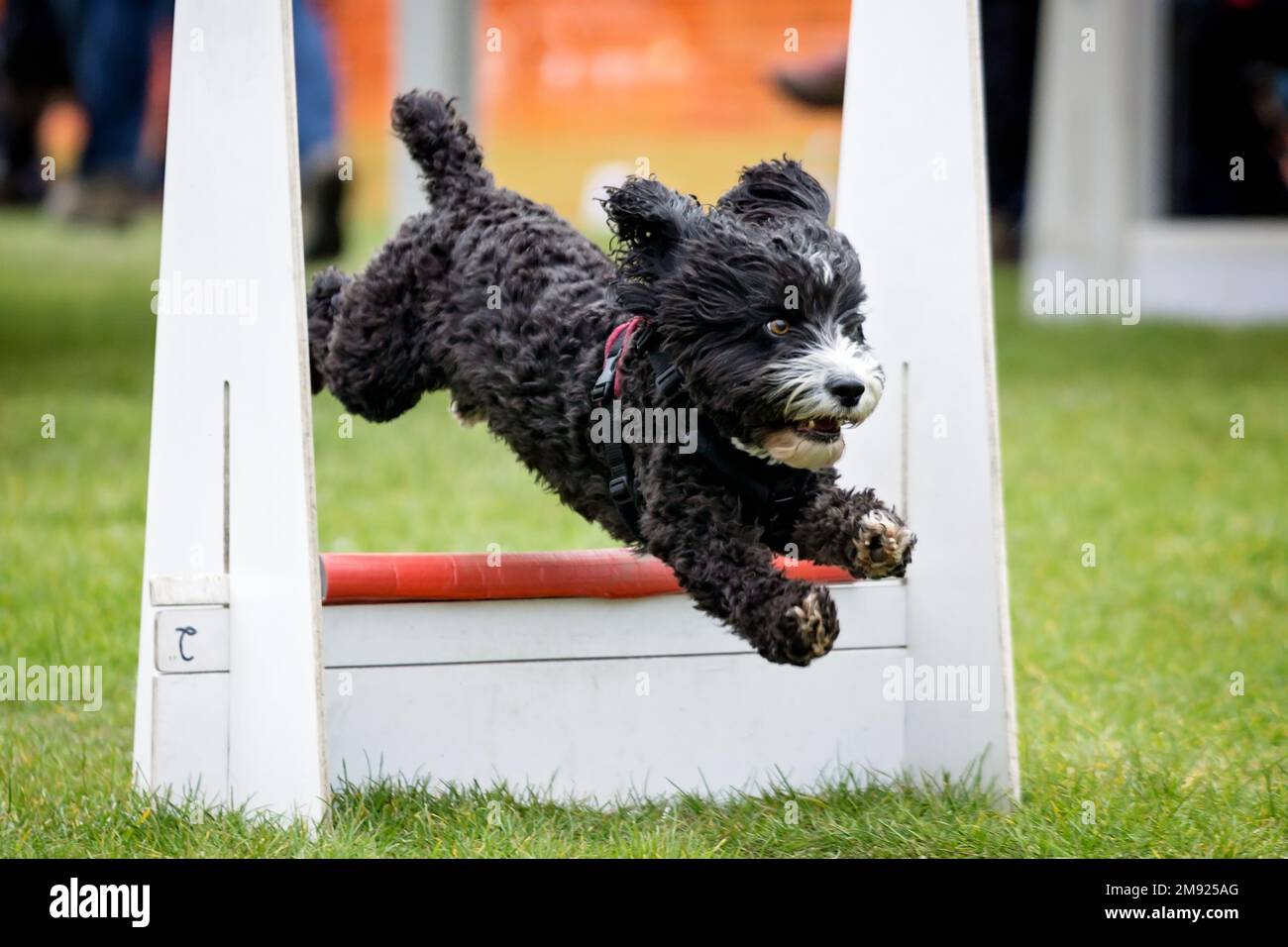Flyball - Dog Agility - Poodle Stock Photo - Alamy
