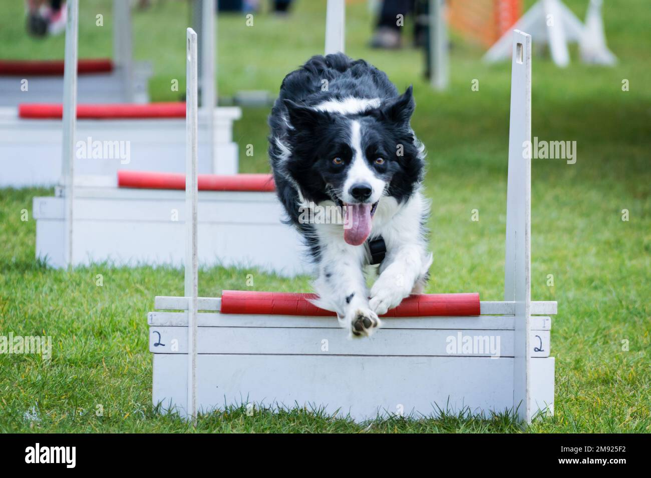 Flyball - Dog Agility - Collie Stock Photo - Alamy