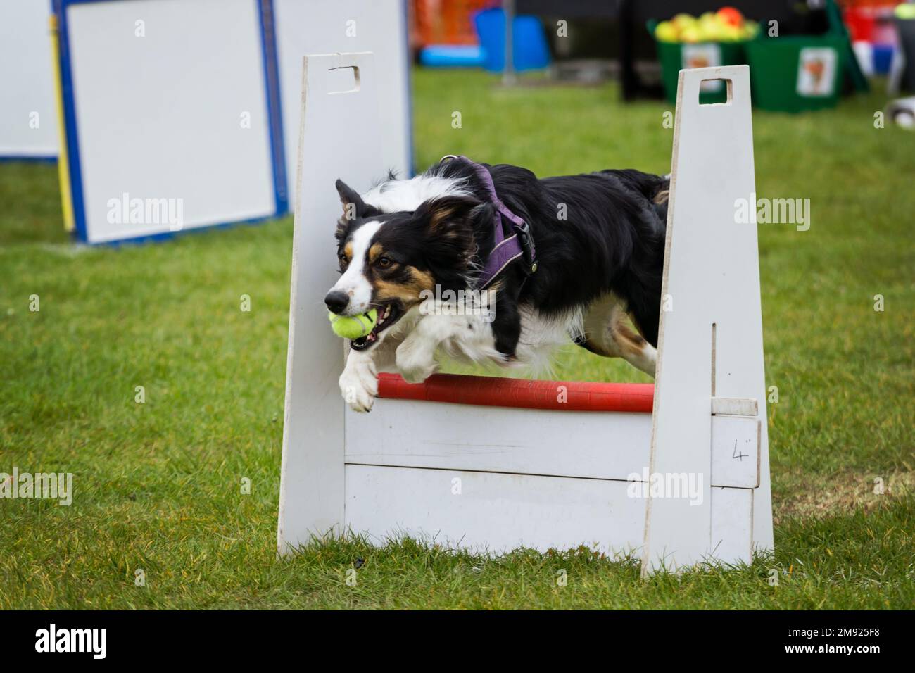 Flyball - Dog Agility - Collie Stock Photo - Alamy