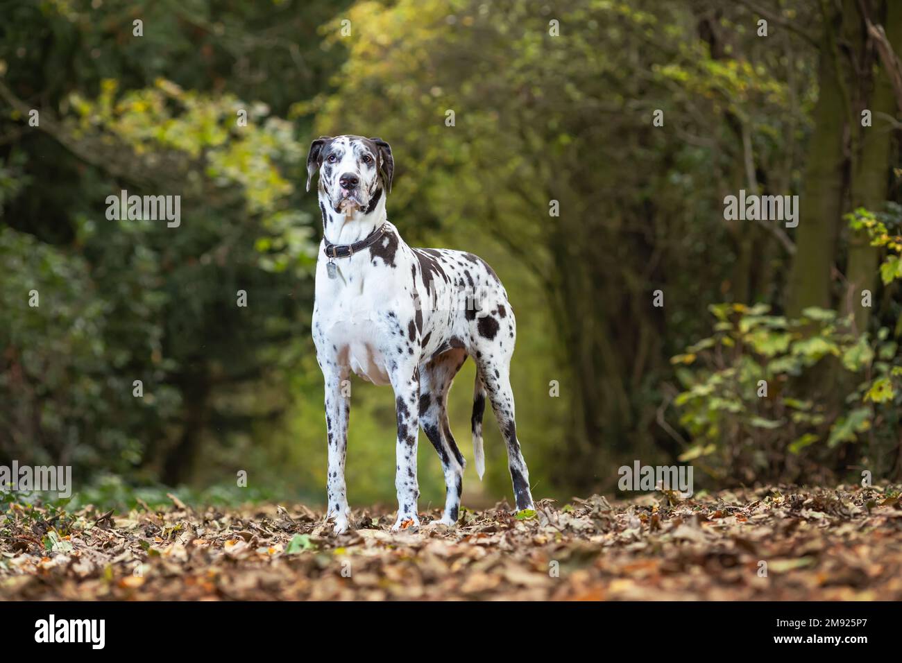 Great Dane stood facing camera Stock Photo - Alamy