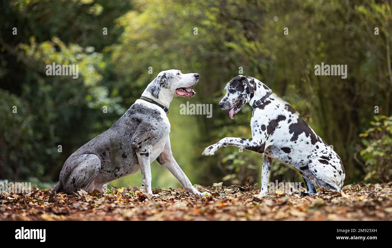 Two Great Danes Sitting facing each other Stock Photo - Alamy