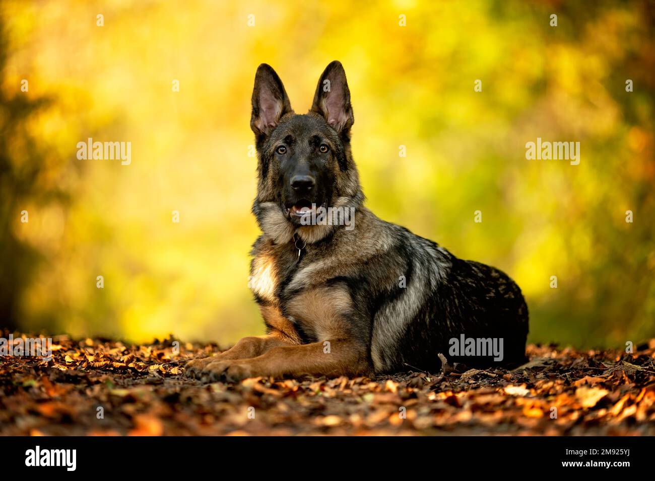 German Shepherd laying on the autumn leaves Stock Photo - Alamy