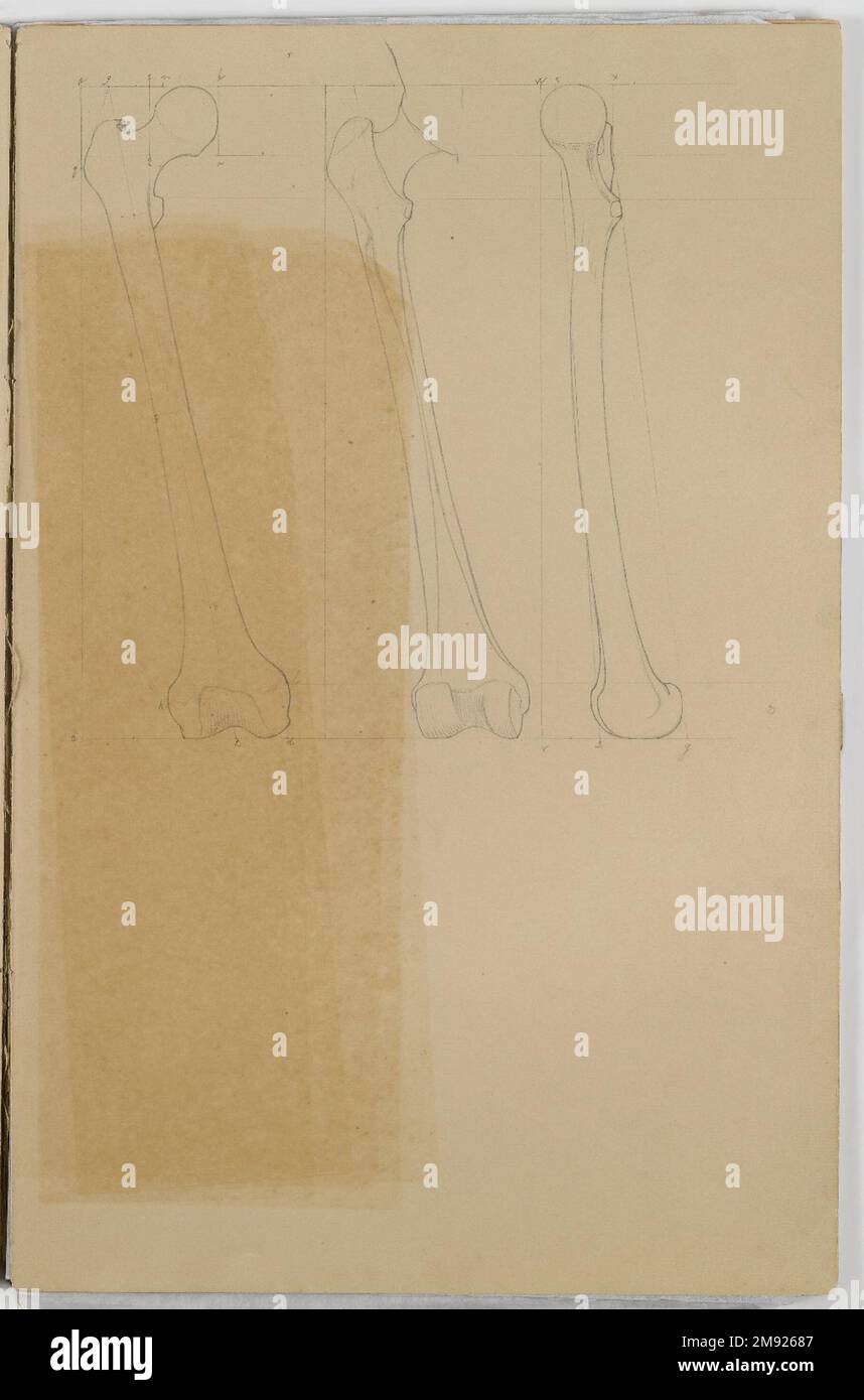 Anatomy Sketchbook Eastman Johnson (American, 1824-1906). Anatomy ...