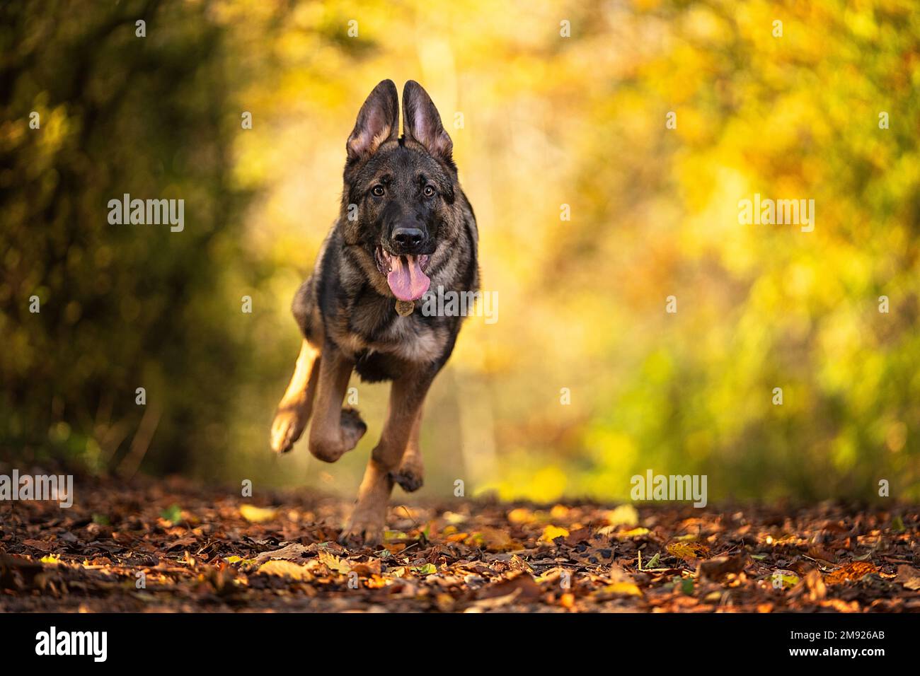 German Shepherd running through autumn woodland and autumn leaves Stock ...