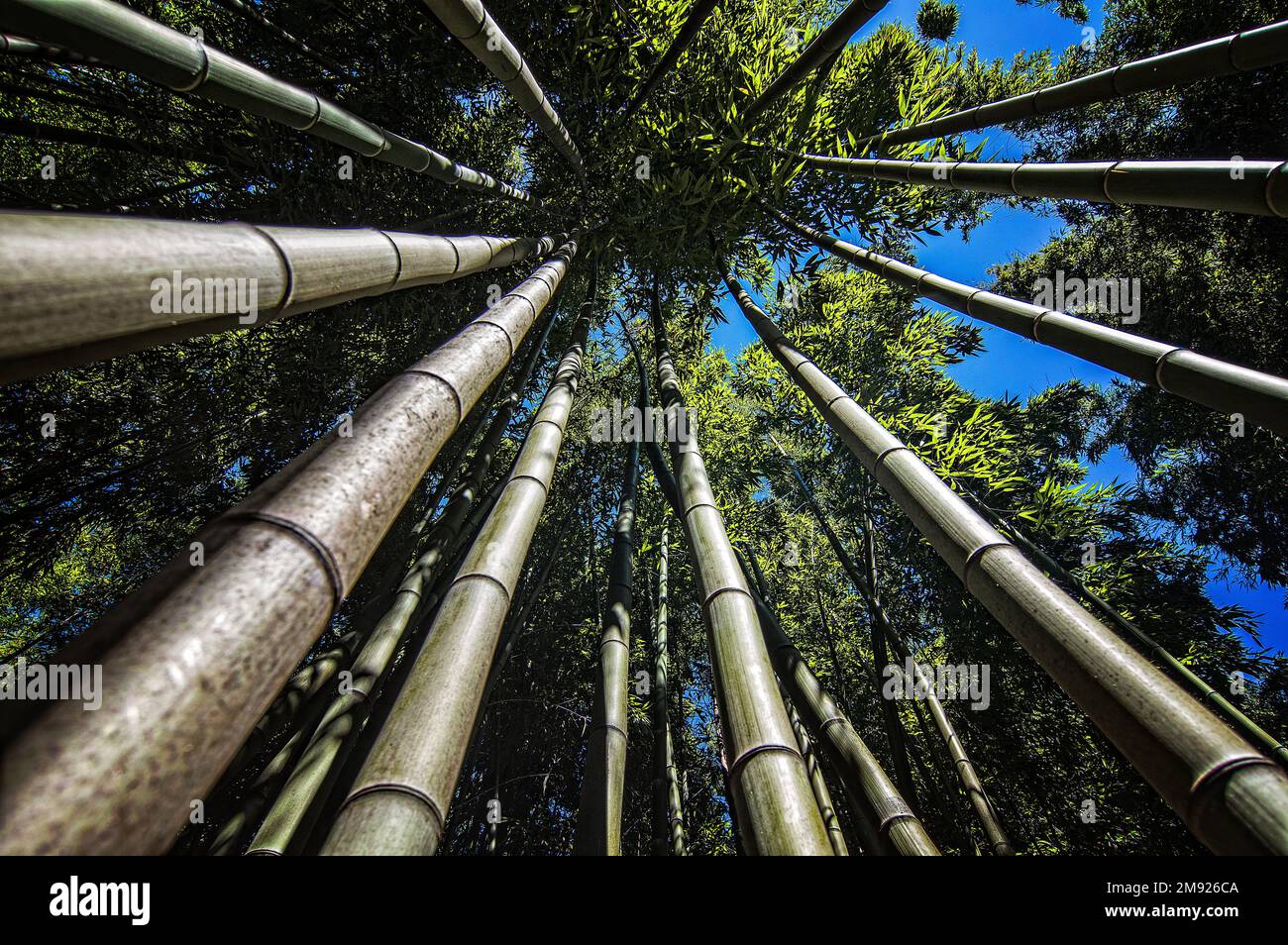 Bamboo tree tops - Looking up to the sky through large tall bamboo ...