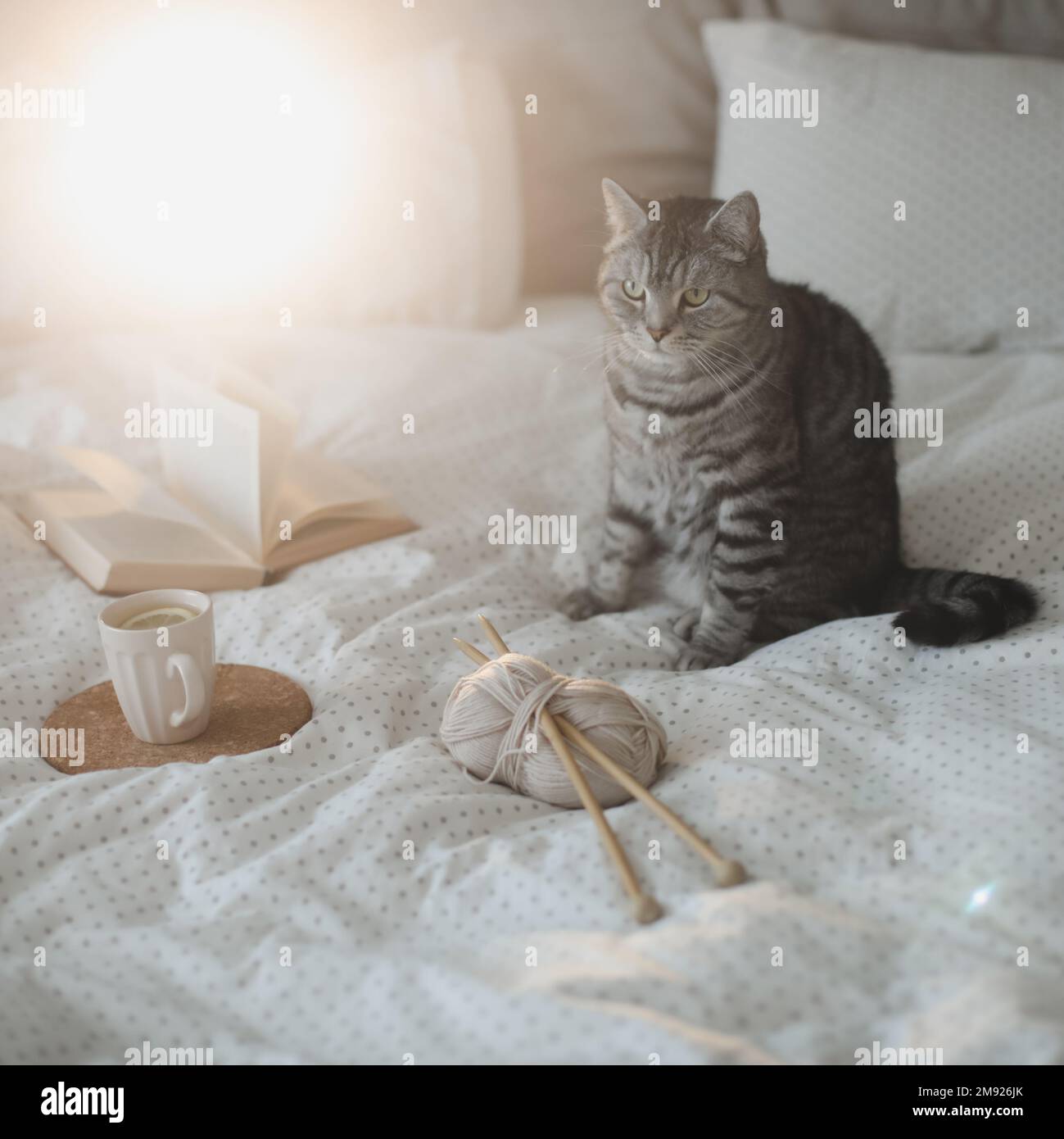 Cute tabby cat in bed on warm blanket. Hygge concept. Lazy weekend ...