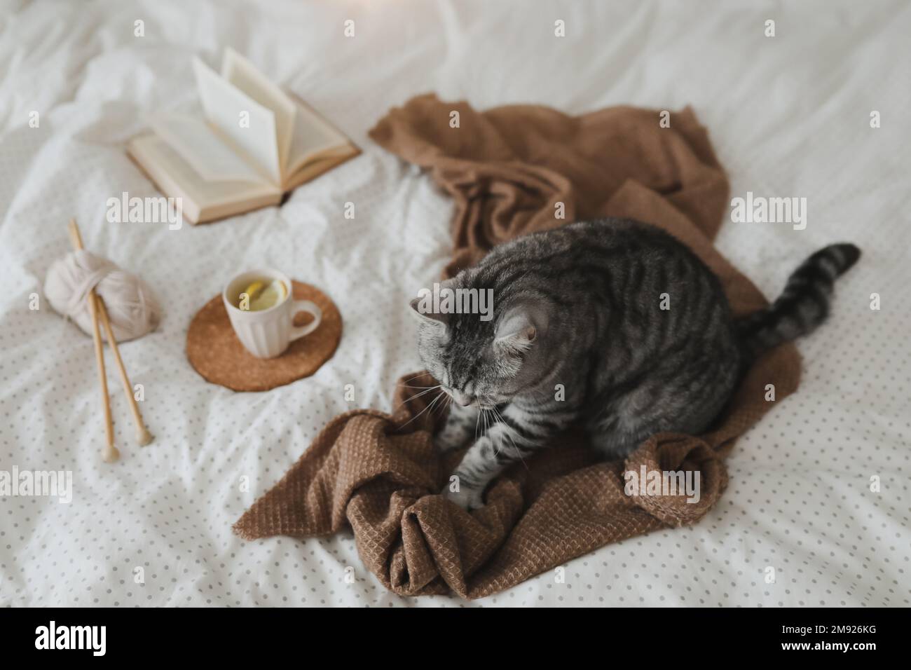 Cute tabby cat in bed on warm blanket. Hygge concept. Lazy weekend ...