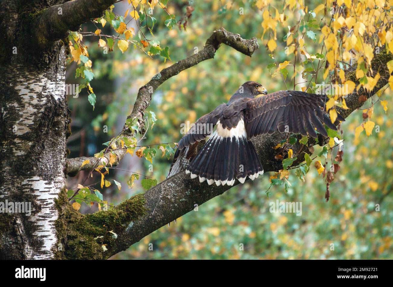 A falcon just landed on a tree and still opening its wings against blur ...