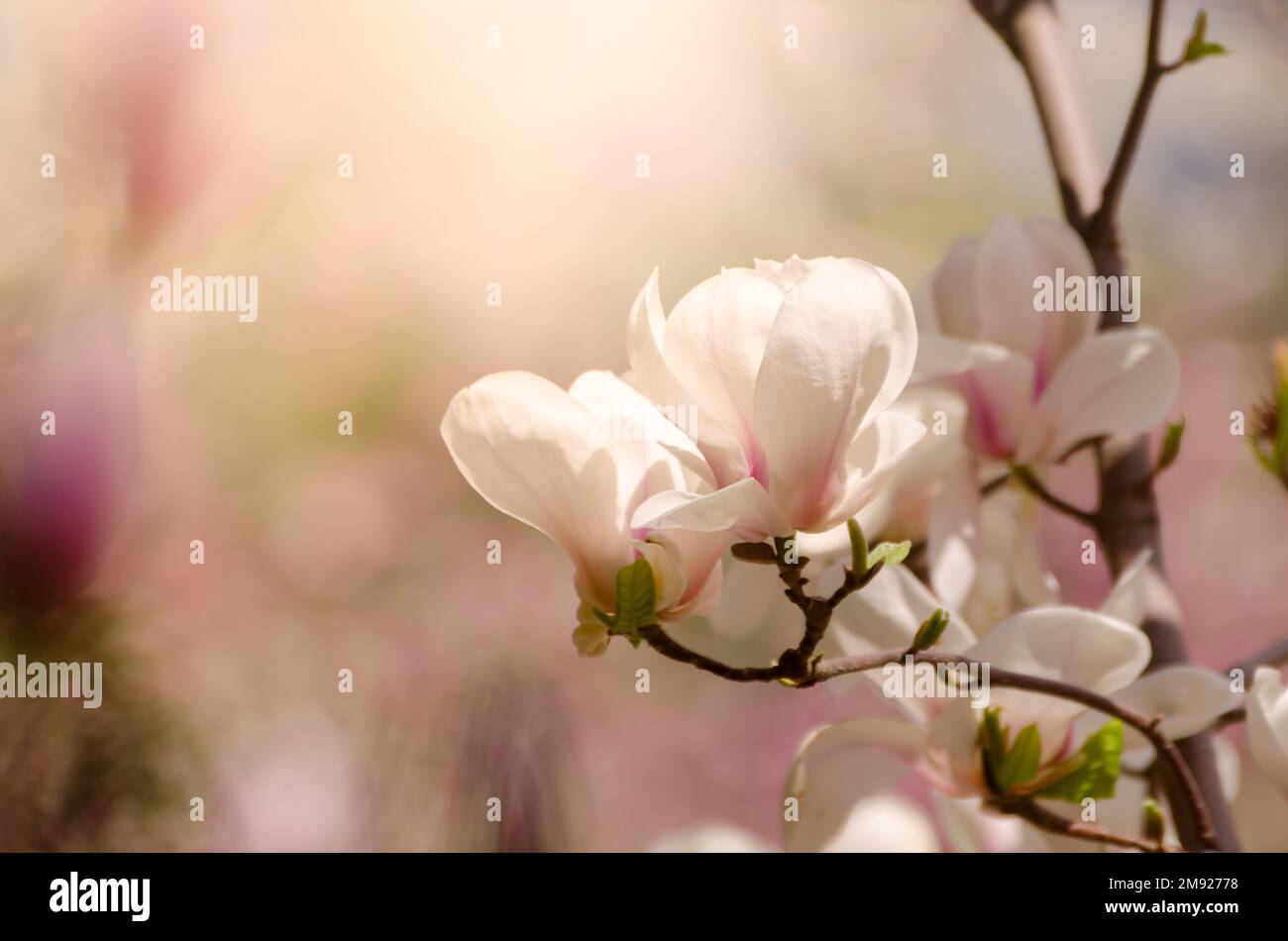 Beautiful magnolia tree blossoms in springtime. Jentle magnolia flower ...