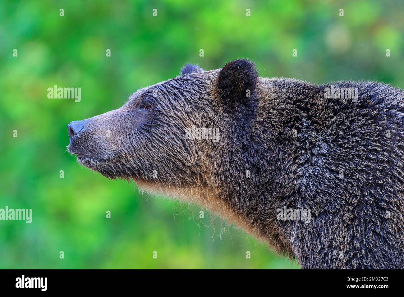 Grizzly Bear Head Profile
