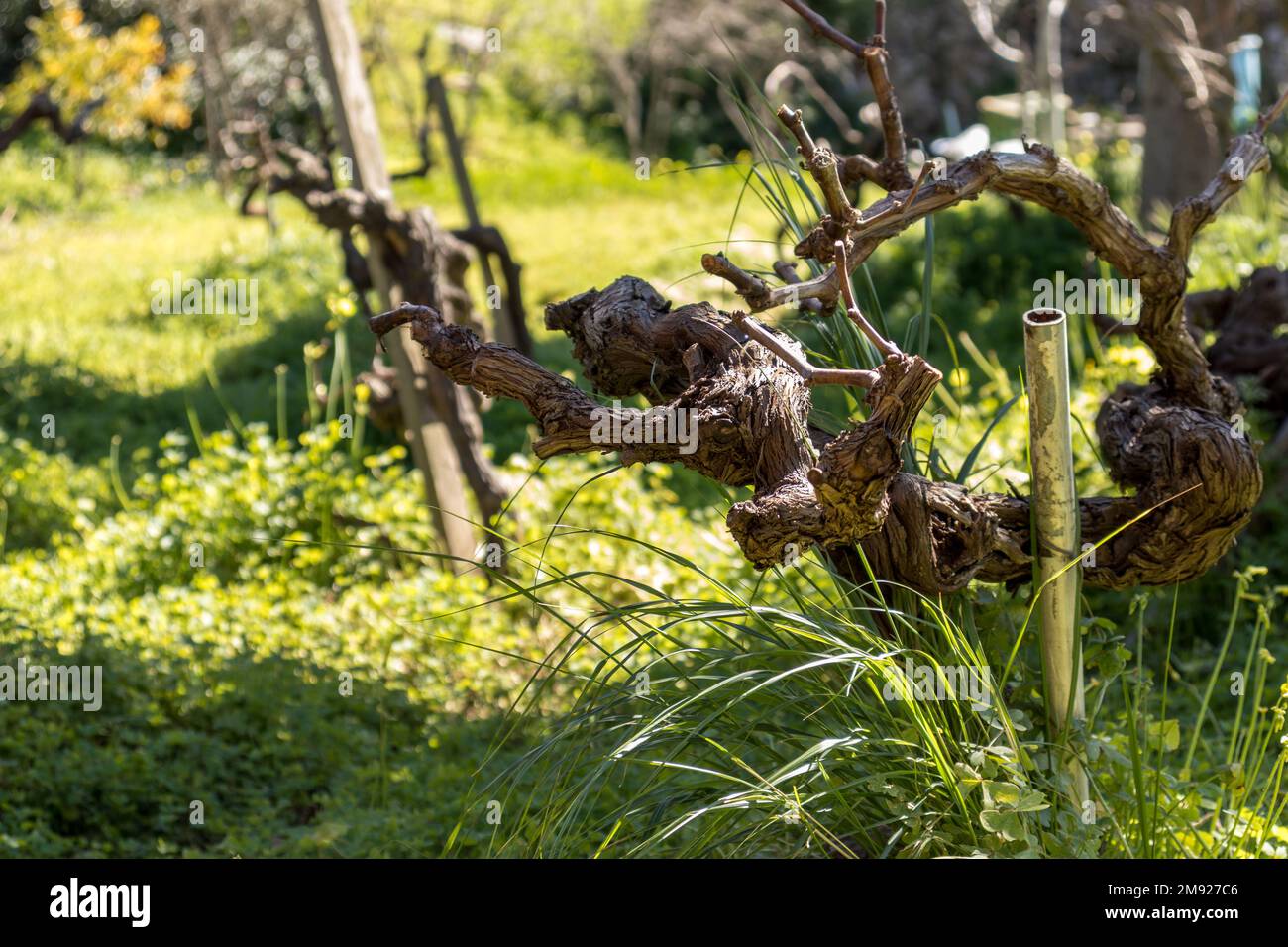Pruned vineyard hi-res stock photography and images - Alamy